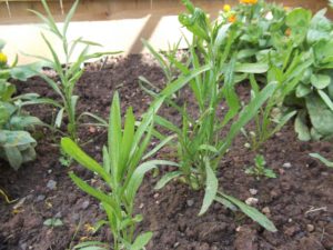 Here's How Emily Cupit Sows Cornflower Seeds For An Annual Meadow ...