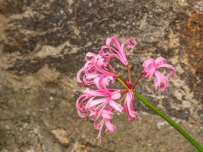 How Experts Grow Guernsey Lilies With Tips From Two Respected Nerine ...