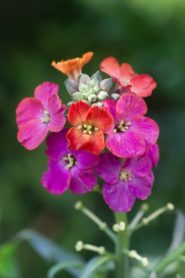 16 Radiant Erysimum (Wallflower) Varieties | Horticulture.co.uk