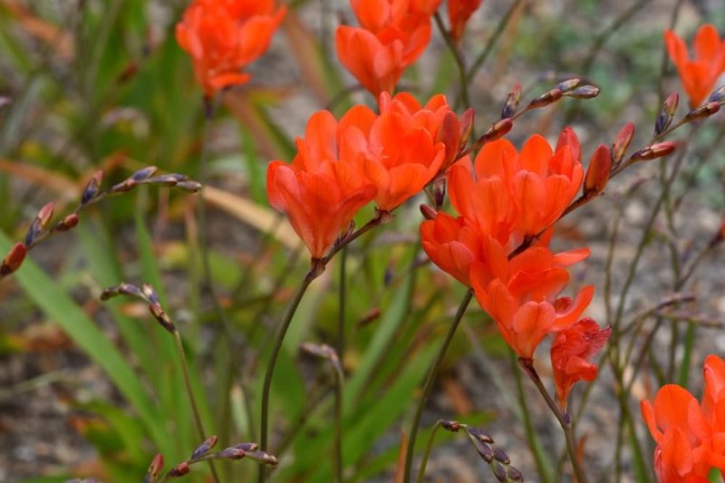 17 Distinct Freesia Varieties - 'Select By The Nose As Well As The Eye ...