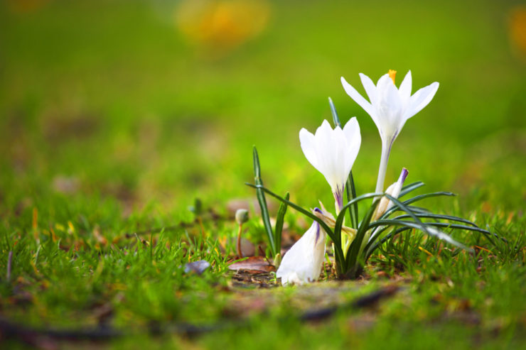 How And When To Plant Bulbs | Horticulture.co.uk