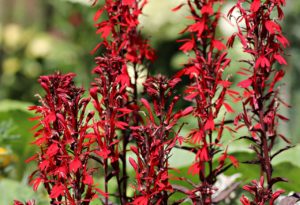 Lobelia Is An Astonishingly Diverse Genus - Here Are 14 Hand-Picked ...