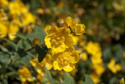 13 Hypericum Varieties | Horticulture Magazine