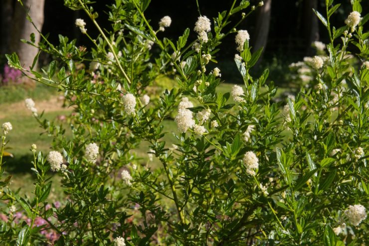 20 Ceanothus Varieties To Grow | Horticulture Magazine