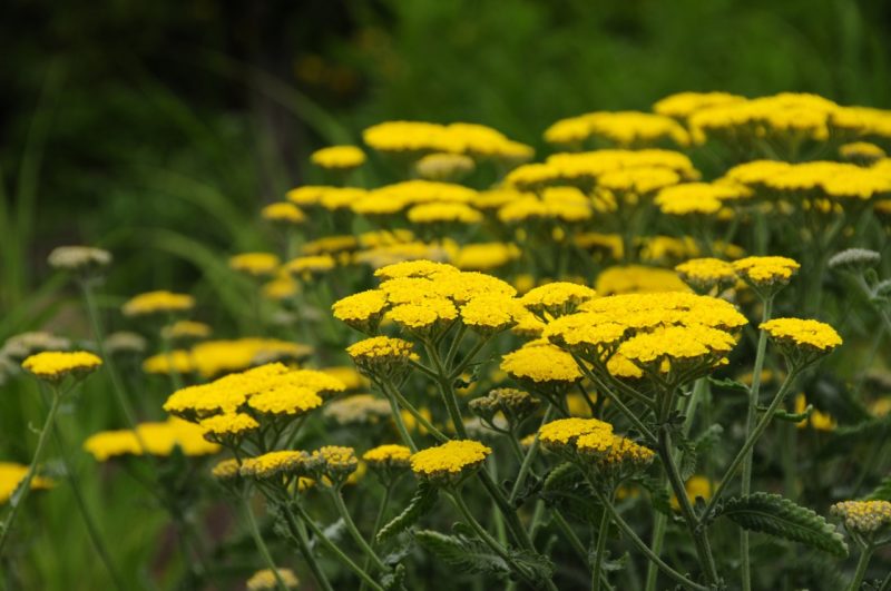 These 15 Self-Seeding Yarrow Varieties Are A Dream For Organic ...