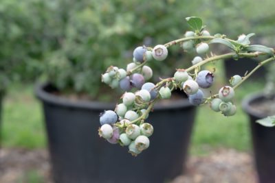 11 Delicious Blueberry Varieties With Lorraine Summer From Trehane ...