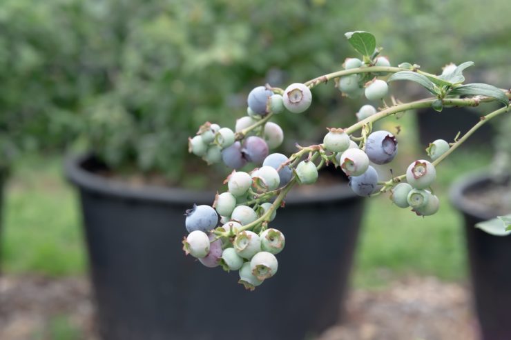 11 Delicious Blueberry Varieties With Lorraine Summer From Trehane ...