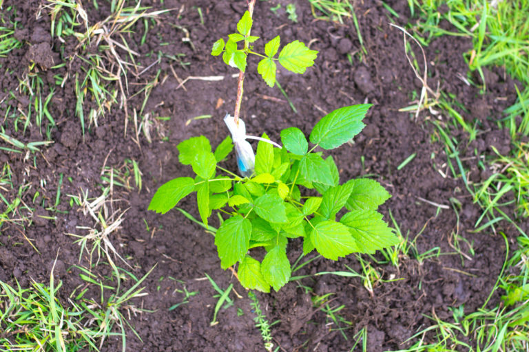 Growing Raspberries: Best Planted As Bare-Root Canes Over The Dormant ...