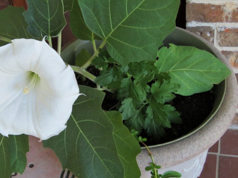 How To Grow Ipomoea Alba 'Moonflower' | Horticulture.co.uk
