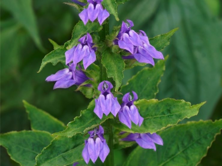 14 Diverse Varieties Of Lobelia | Horticulture.co.uk