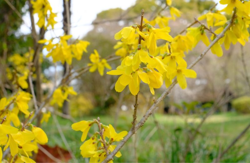 14 Brilliant Yellow Forsythia Varieties | Horticulture.co.uk