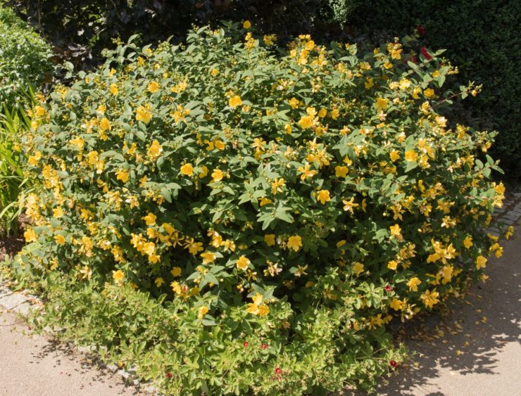13 Hypericum Varieties | Horticulture Magazine