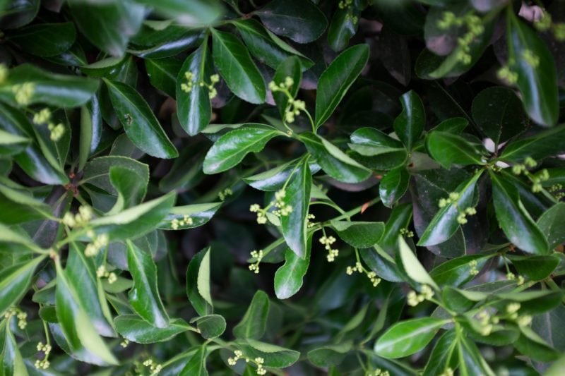 ‘Emerald Gaiety’ And 'Pink Delight' - Here's 15 Euonymus Shrubs In ...