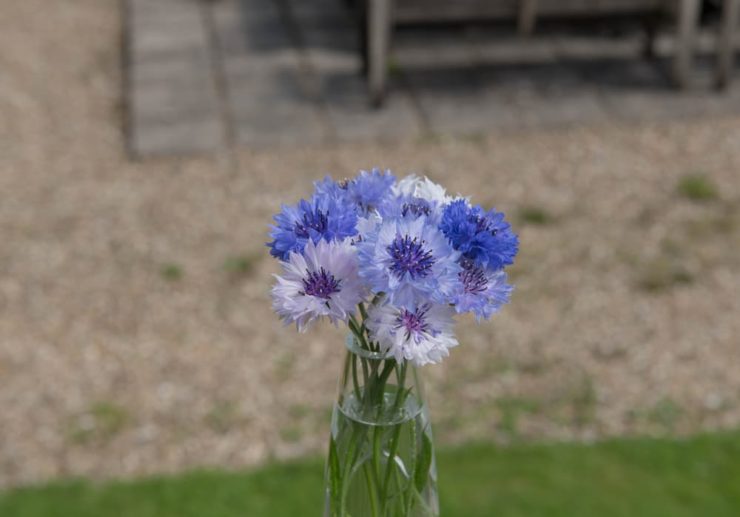 How To Grow 'Cornflower' Centaurea Cyanus | Horticulture