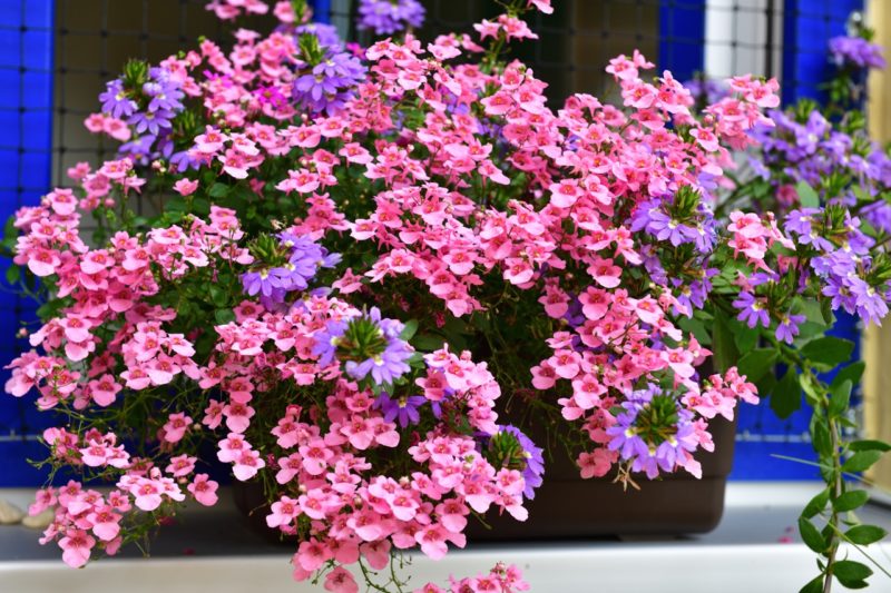 Diascia ‘Twinspur’ Growing Guide - A Rock Garden Or Potted Plant ...