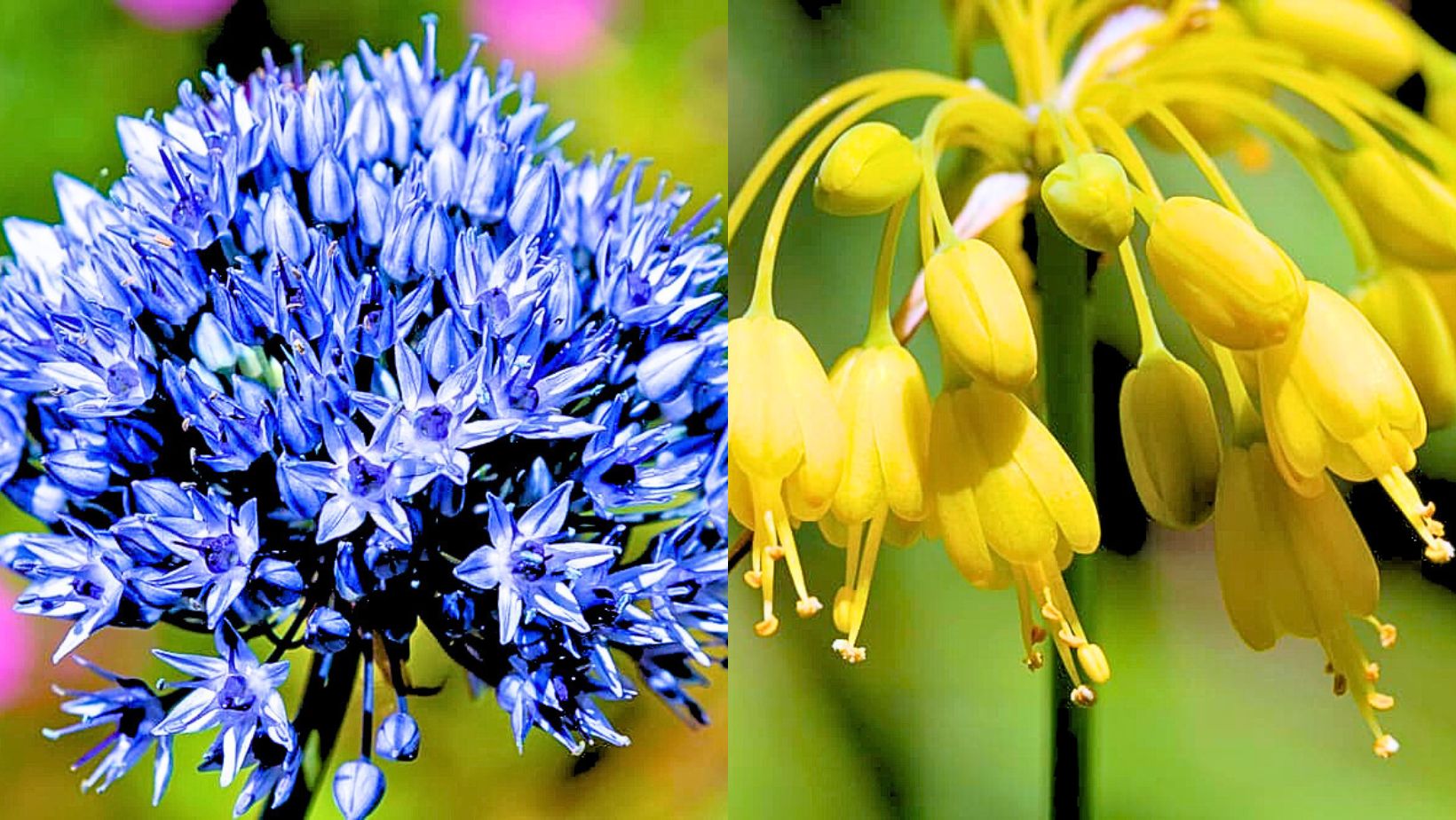 13 Magnificent Allium Varieties With White, Yellow, Pink And Purple ...