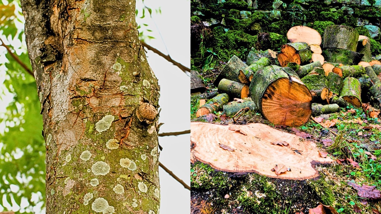 How To Identify & Deal With Ash Dieback | Horticulture.co.uk