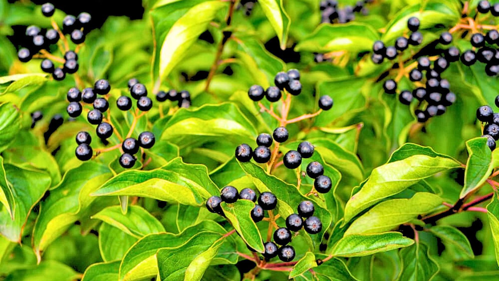 8 Trusty Types Of Dogwood, Including Garden Writer Nic Wilson's ...