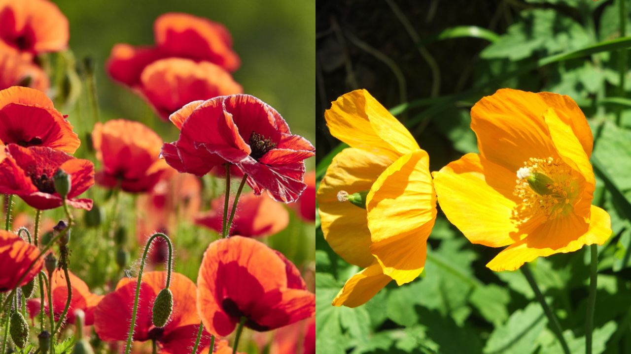 Poppy Plant Care Needn't Be An Exact Science, But These Tips Can Help ...