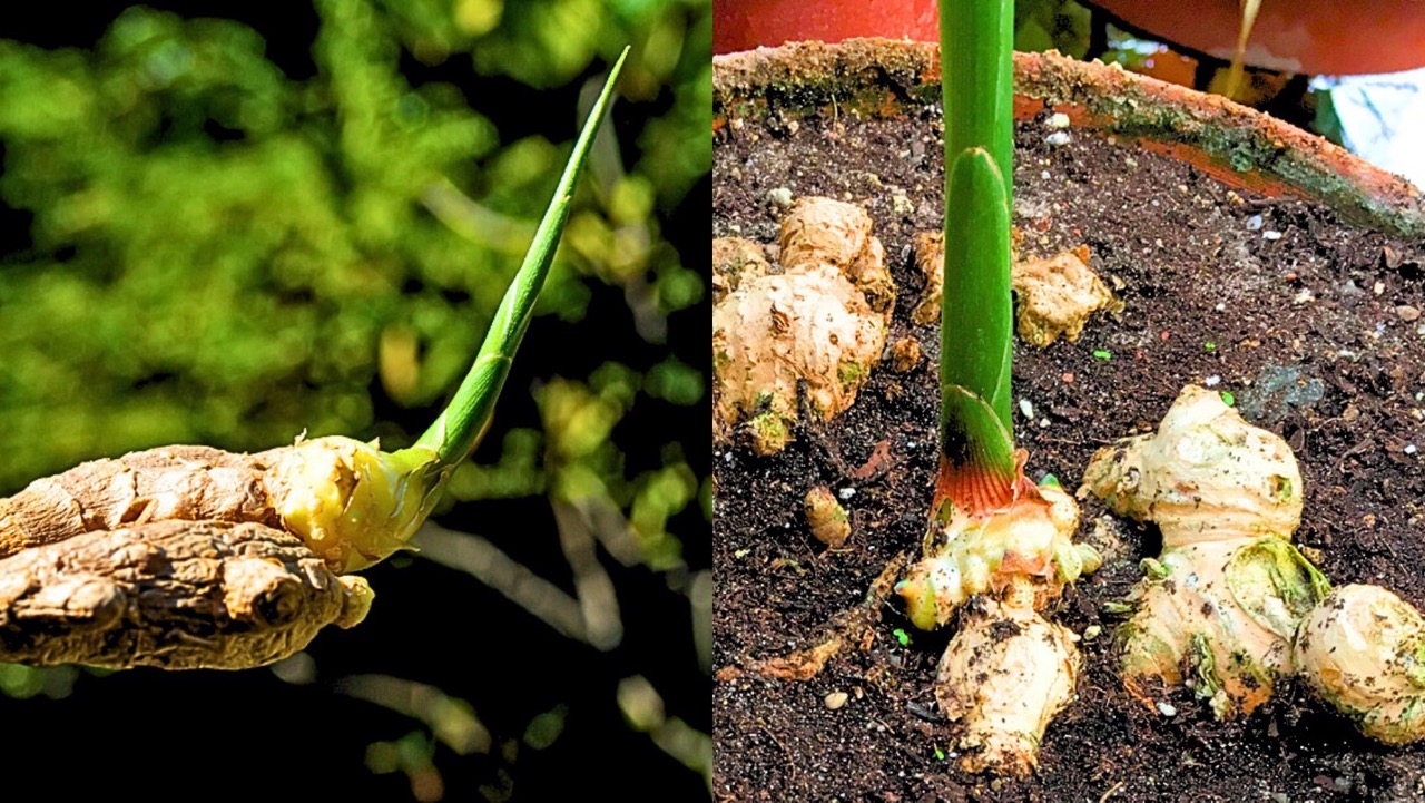 Why Getting Your Ginger Root To Sprout Before Planting Works Wonders ...