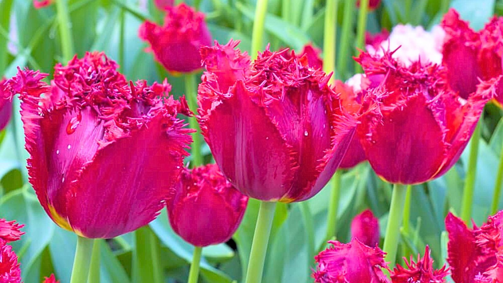 16 Incredible Tulip Divisions With Pictured Varieties And Different ...