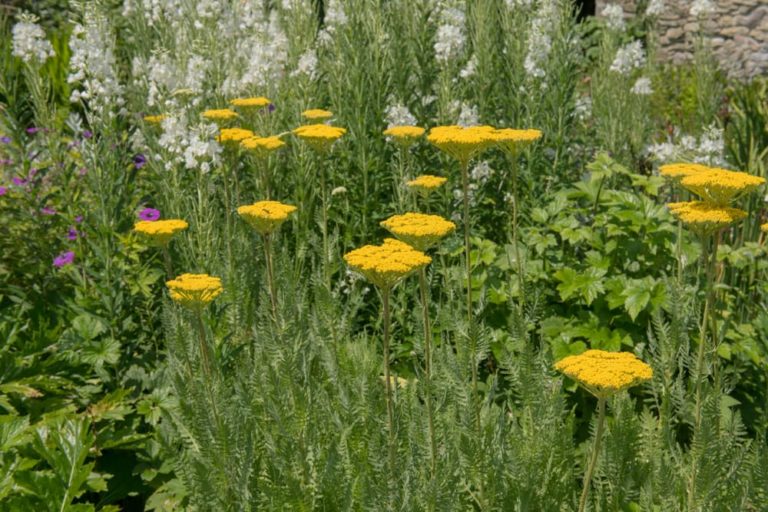 These 15 Self-Seeding Yarrow Varieties Are A Dream For Organic ...