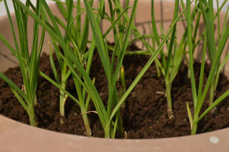 Potting Up Ornamental Alliums With Emily Cupit - They're Both Simple ...