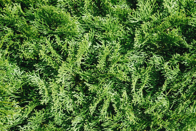 Arborvitae 'Thuja' Care & Growing Tips | Horticulture.co.uk