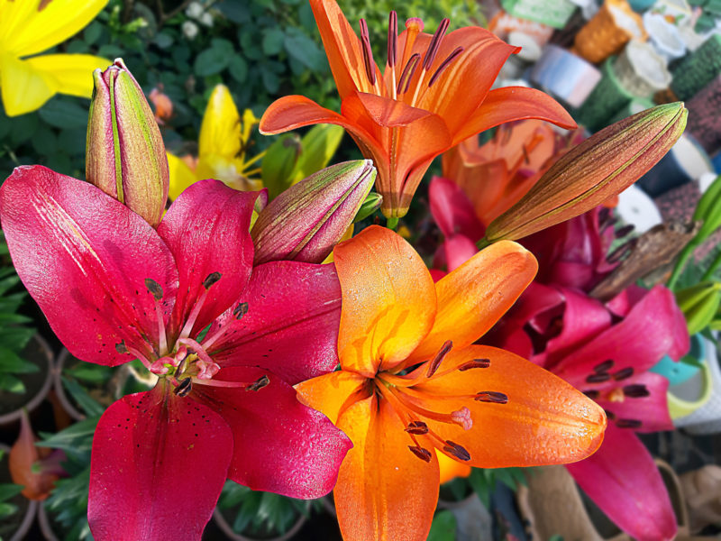 Asiatic Lily Plant Care & Growing Tips | Horticulture.co.uk
