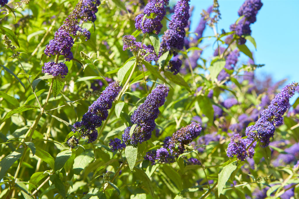 Propagating Buddleja: Grow New Plants From Either Softwood Or Hardwood ...
