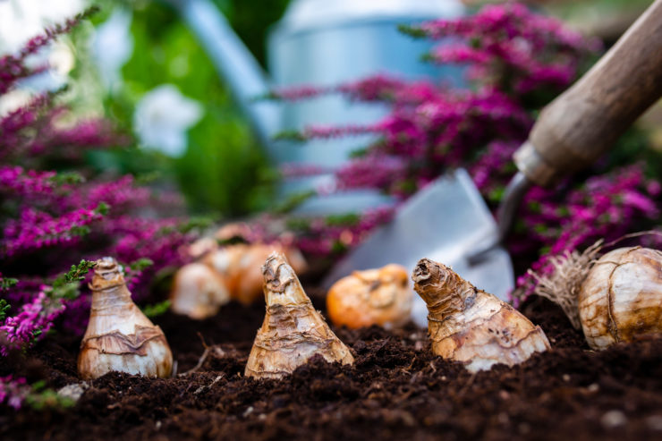 How And When To Plant Bulbs | Horticulture.co.uk