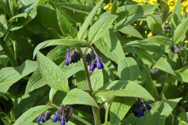 Growing Comfrey From Seed In 4 Steps | Horticulture.co.uk