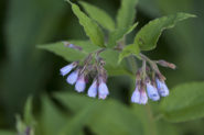 Comfrey Vs Borage - What Are The Benefits Of Each In An Organic Garden ...