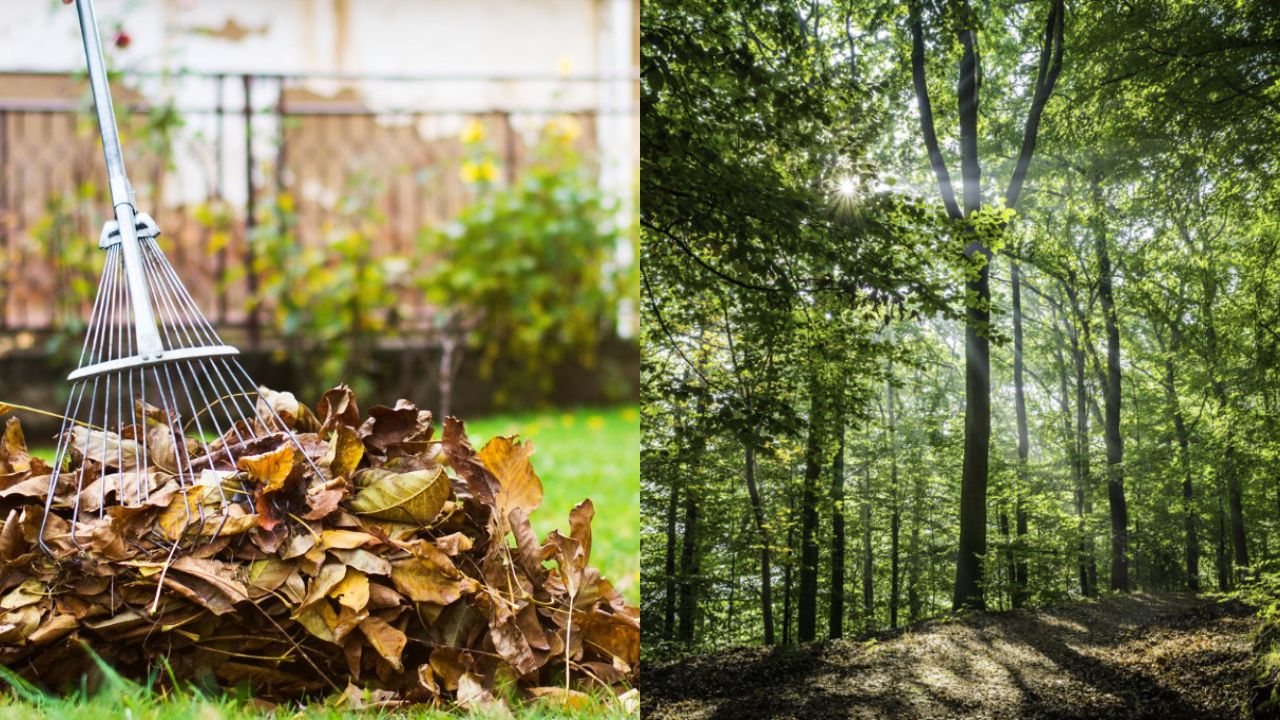 What Does ‘Deciduous’ Mean? Why Some Plants Lose Their Leaves For Some ...