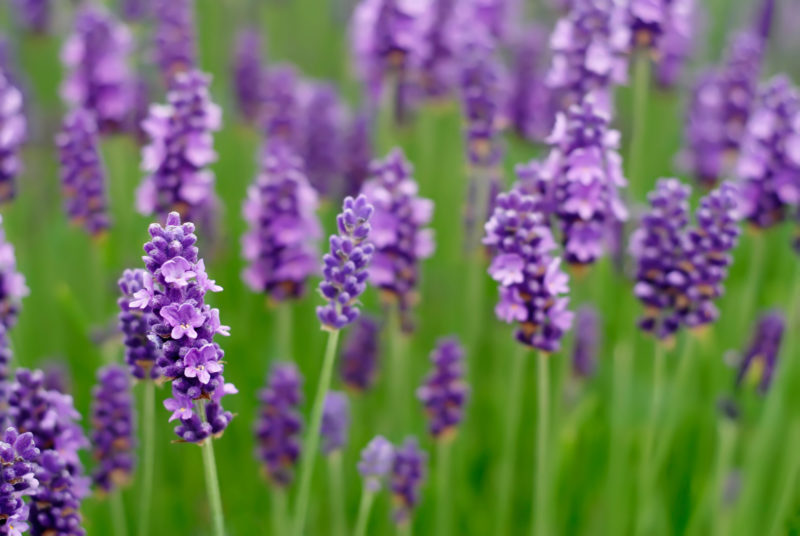 English Lavender Growers Share Their Secrets - 'The Most Important ...