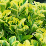 13 Hypericum Varieties | Horticulture Magazine