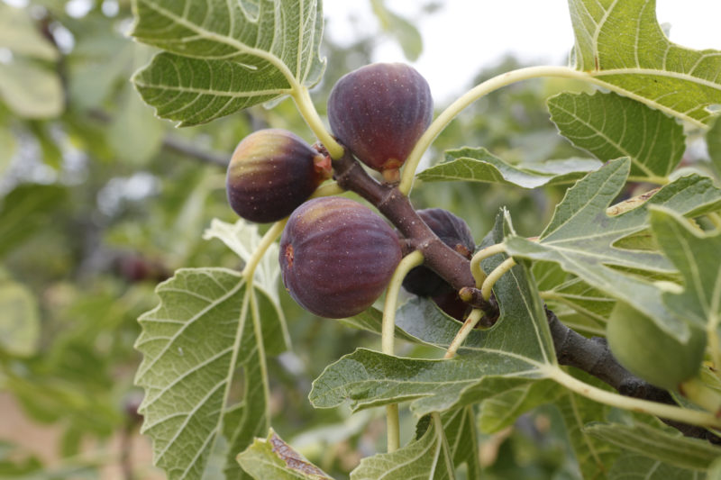 How To Grow & Care For A Fig Tree | Horticulture.co.uk