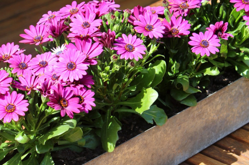 How To Grow Gerberas In Pots | Horticulture.co.uk