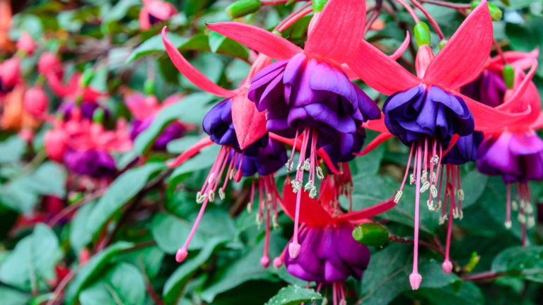 Hardy Fuchsia Societies Share Their Growing Tips For Getting The Most Out Of Your Plants ...
