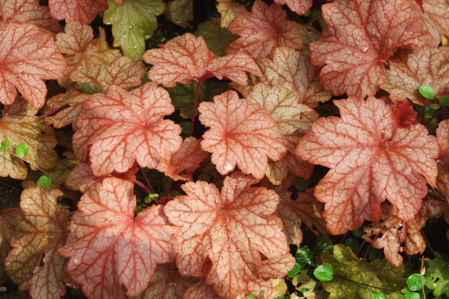 Divide Heuchera To Prevent Overcrowding And Keep Your Borders Looking ...