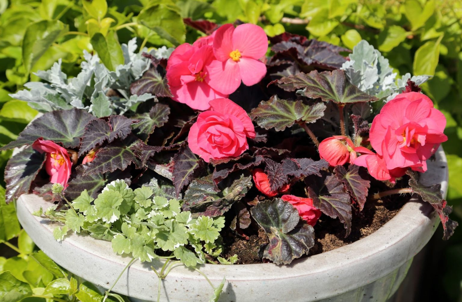 5 Key Tips When Growing Begonias In Pots | Horticulture