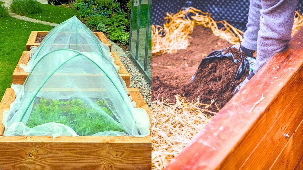 Expert Growers Share The Secrets To Raised Bed Planting: Build These ...