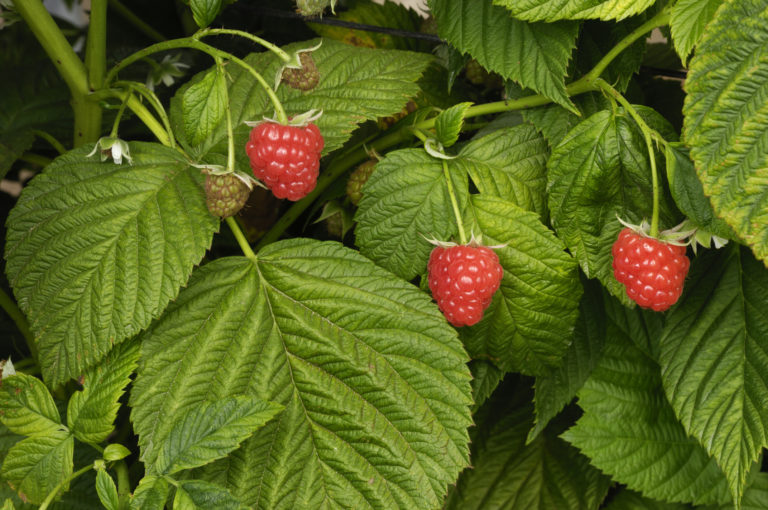 Growing Raspberries: Best Planted As Bare-Root Canes Over The Dormant ...
