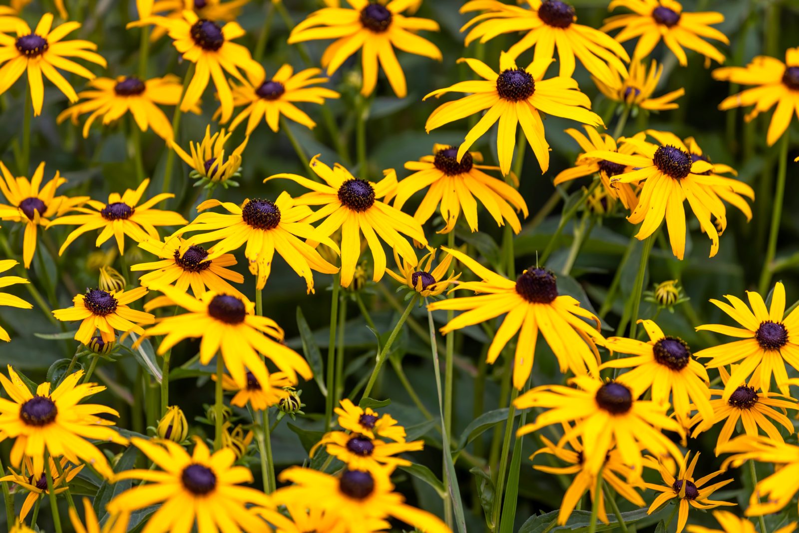 Cut Back Rudbeckia In Early Spring And Deadhead Throughout Summer Say cut-back-rudbeckia-in-early-spring-and-deadhead-throughout-summer-say