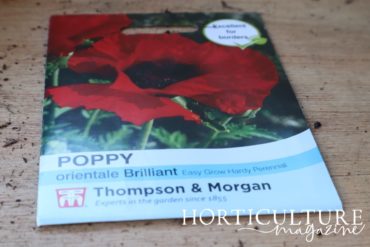 Poppies Are Easily Grown From Seed Between March And May - Here’s The ...