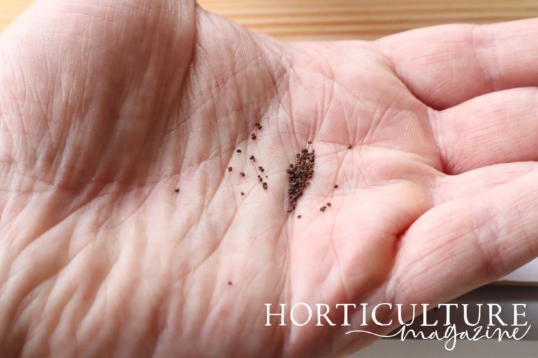 Poppies Are Easily Grown From Seed Between March And May - Here’s The ...