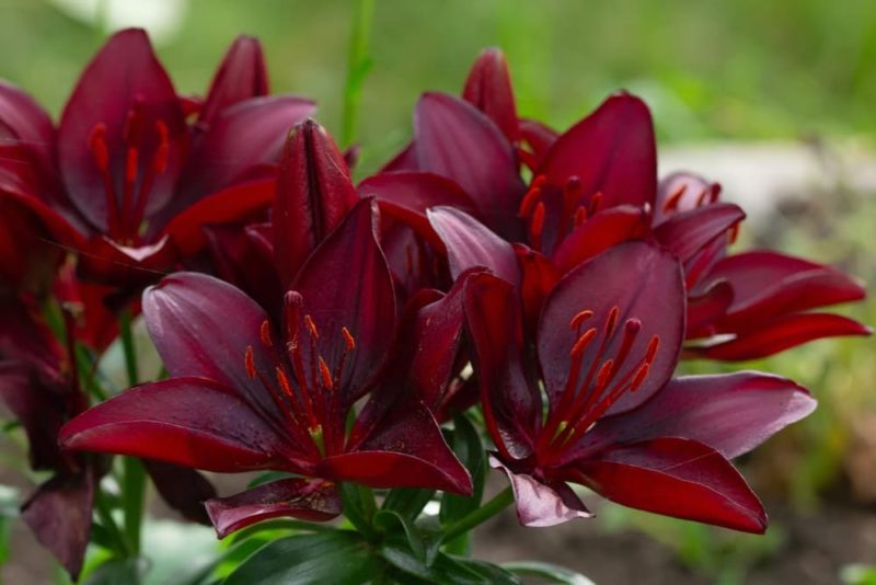 Asiatic Lily Plant Care & Growing Tips | Horticulture.co.uk