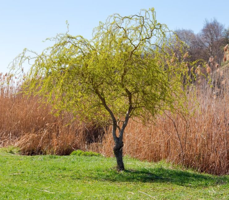Corkscrew Willow: Grow This Contorted Tree For Its Twisted Stems And ...