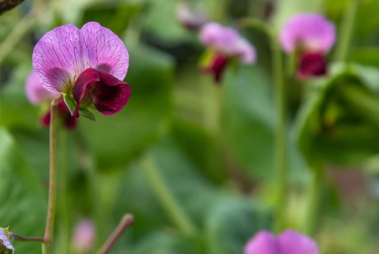Mangetout: How To Grow This Excellent Crop Vertically, Even In A Small ...