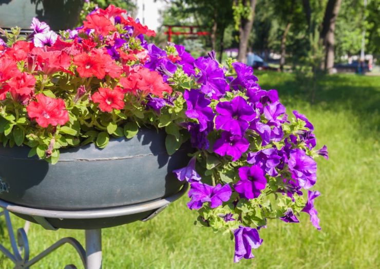 How To Grow Surfinia® Trailing Petunias | Horticulture.co.uk